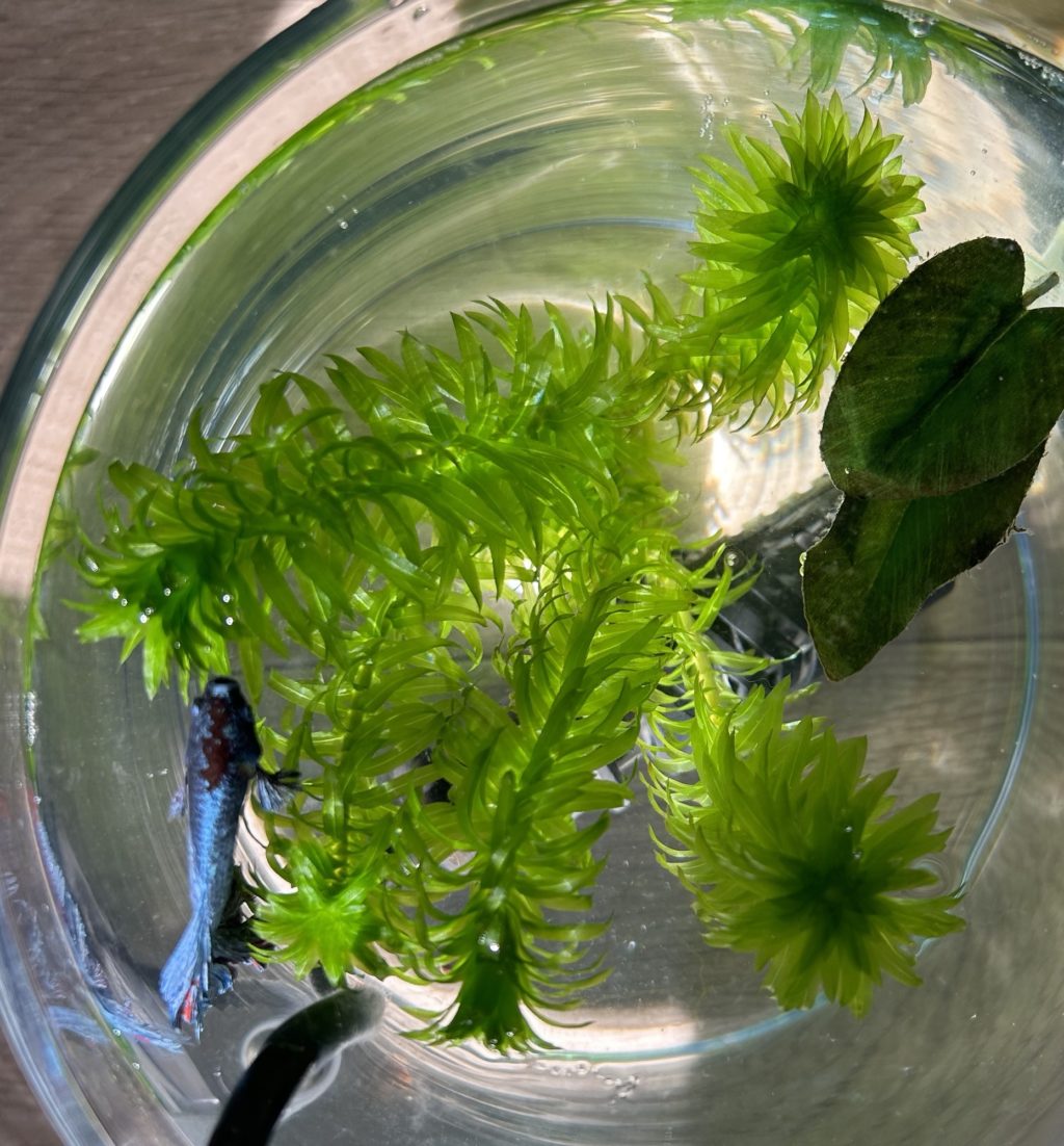アナカリスの正しい育て方と増やし方｜枯れる・茶色くなる原因と解決法を徹底解説 Aquariumer｜水草・観葉植物の育成販売